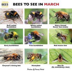 An easy month-by-month guide to help you spot bees | Urban Bees Blog