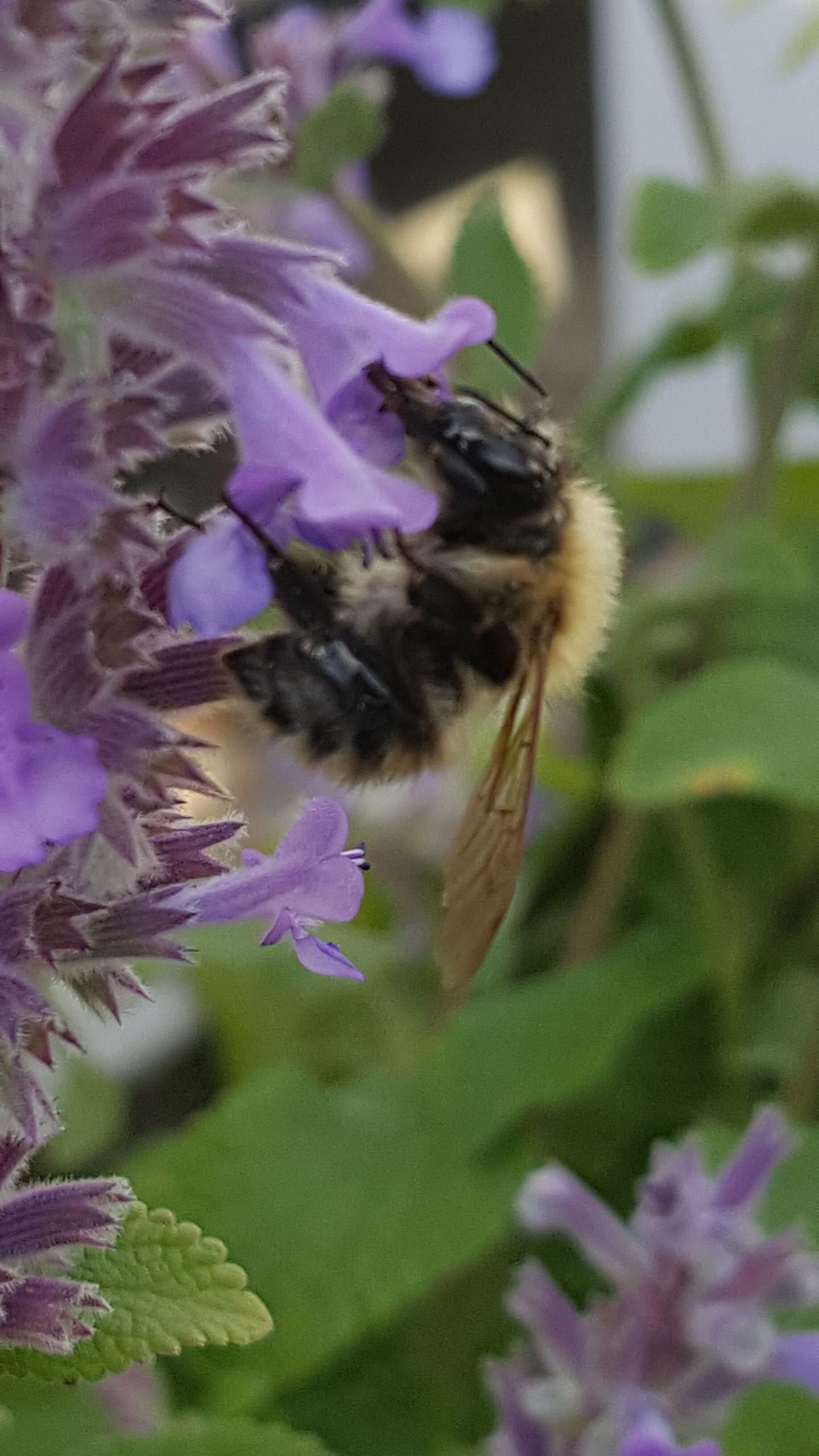 Rooftop Rewilding | Urban Bees Blog