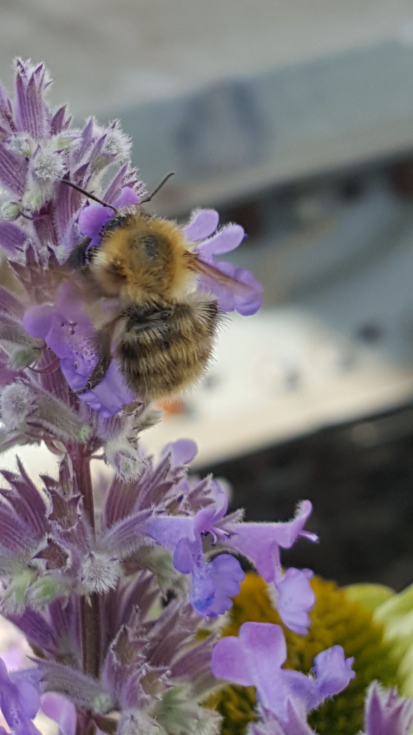 Rooftop Rewilding | Urban Bees Blog