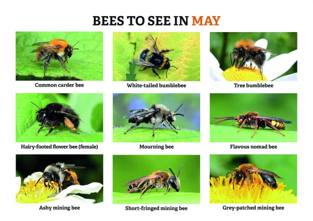 May Bees to See 2023 | Urban Bees Blog