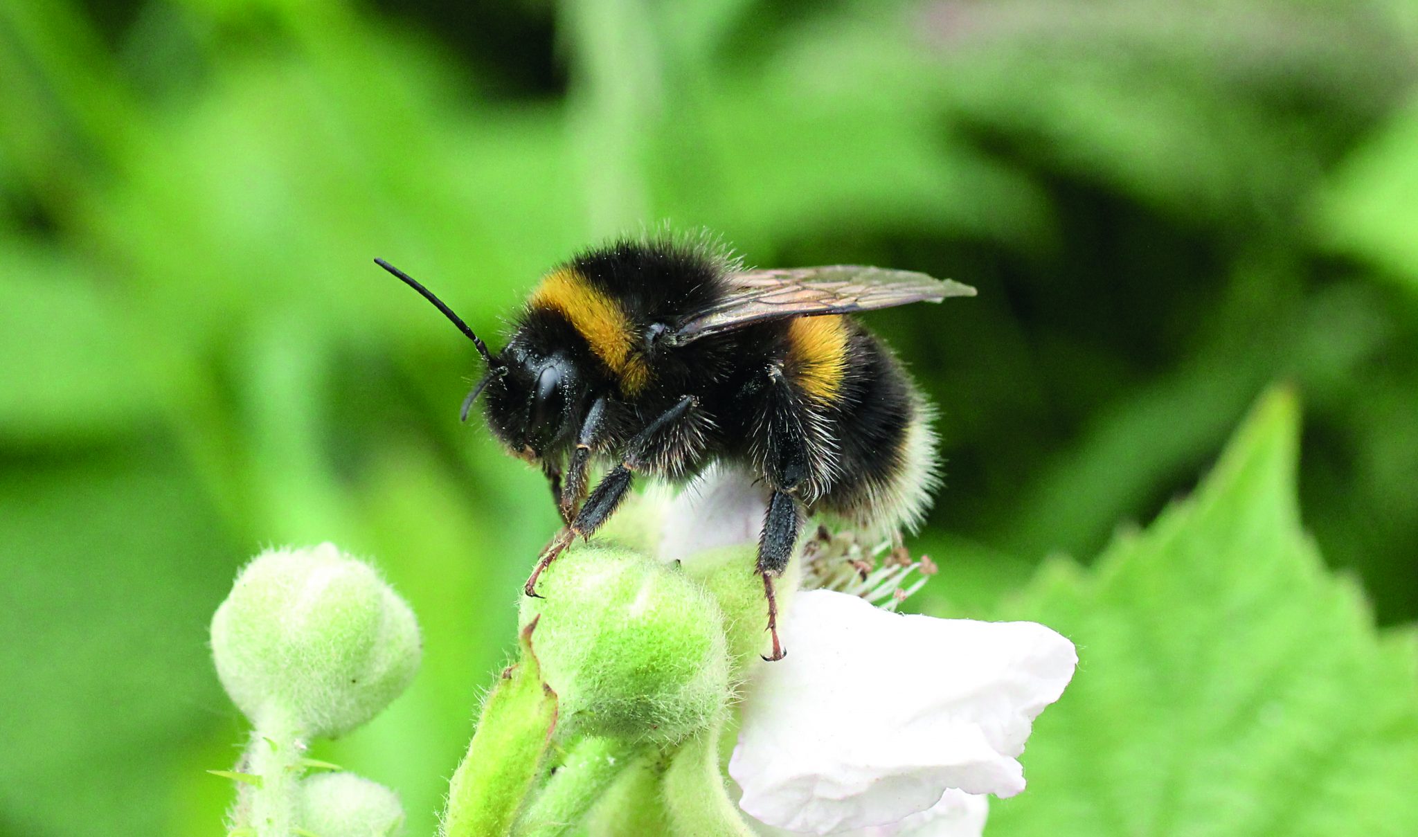 December bees – only two species to spot | Urban Bees Blog